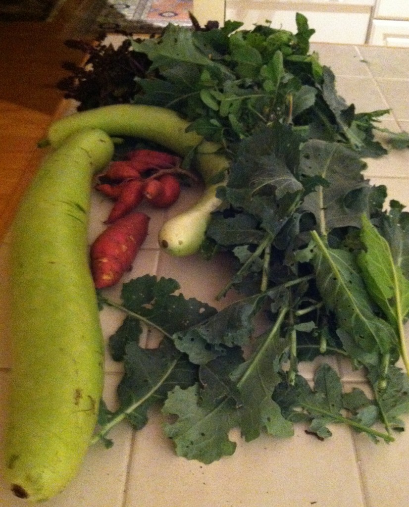 Lauki Squash Recipe and the Solution to World Hunger – Linda Egenes